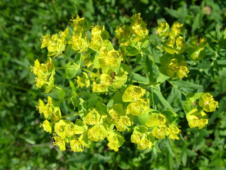 Jedovaté rastliny a ich účinky na ľudské telo