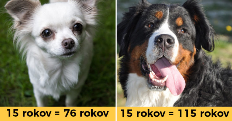 Zistite skutočný vek vášho psa pomocou tejto tabuľky