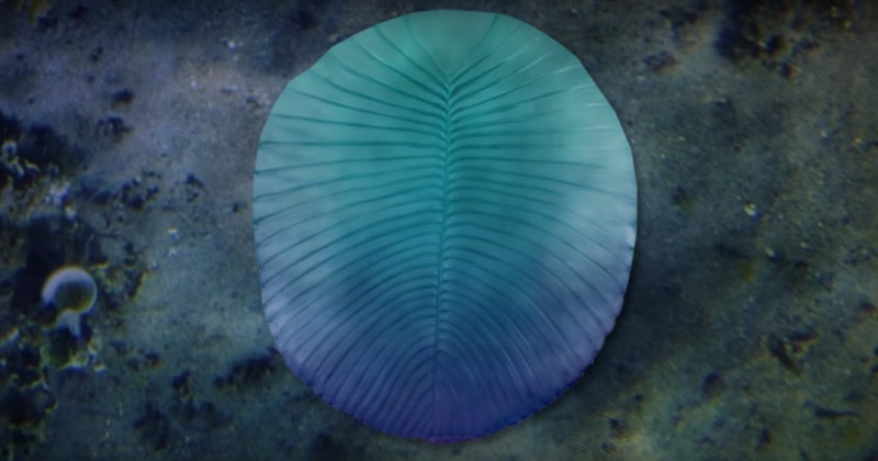 Vedci objavili najstaršieho živočícha na Zemi, ktorý žil pred 558 mil ...