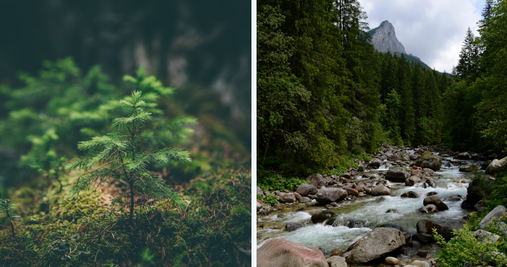Pralesy Slovenska - 8 lokalít, kde nájdete pôvodné, stovky rokov staré lesy