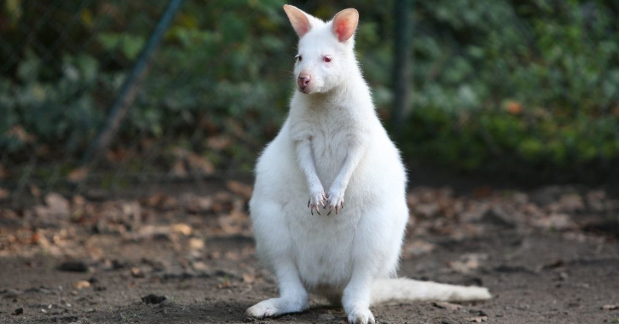 V Nemeckej pytliak odrezal vzácnemu klokanovi hlavu a labky