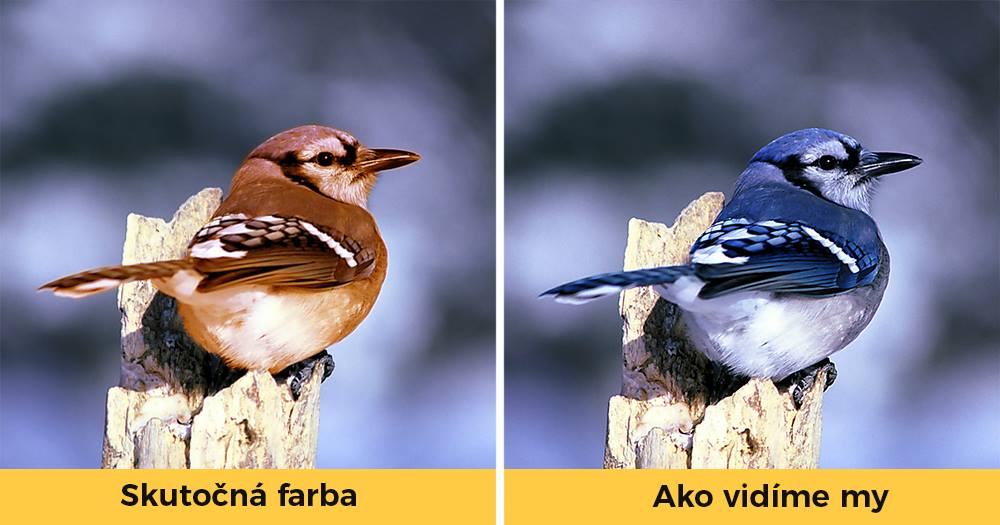 Prečo sa modrá farba v prírode takmer nevyskytuje?