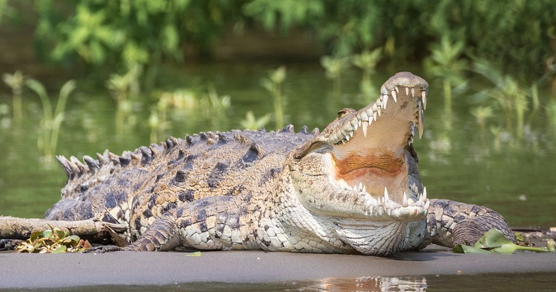 Obrovský krokodíl zožral vo výbehu vedkyňu zaživa