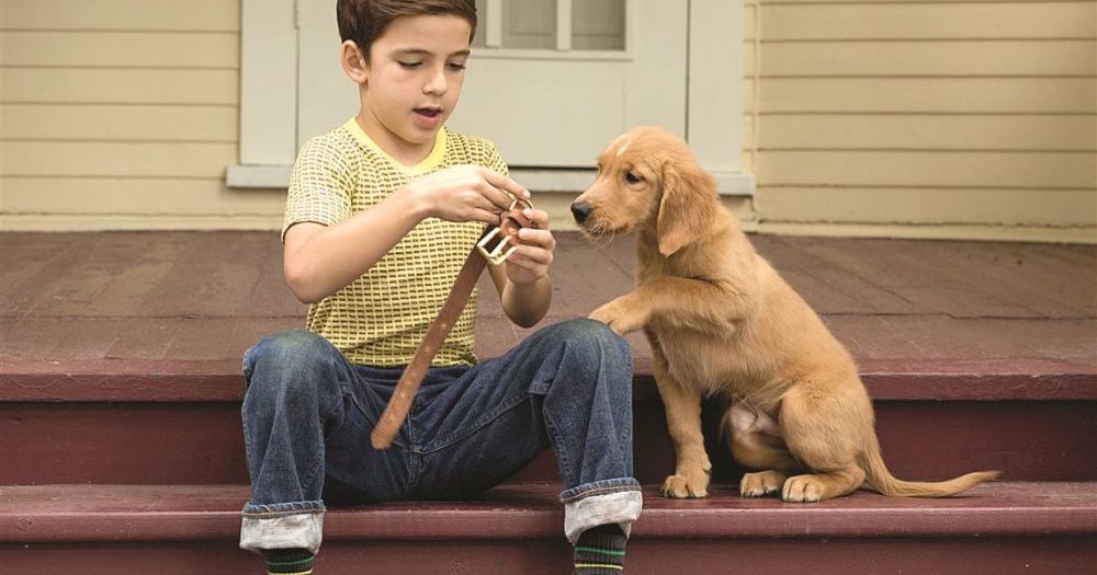 Najlepšie filmy, v ktorých si hlavné úlohy zahrali psy | Interez.sk