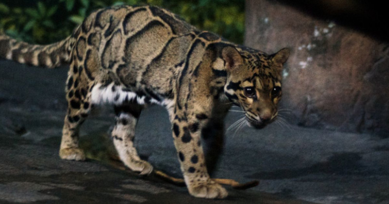 Vzácny endemický leopard z Taiwanu zrejme na ostrove žije