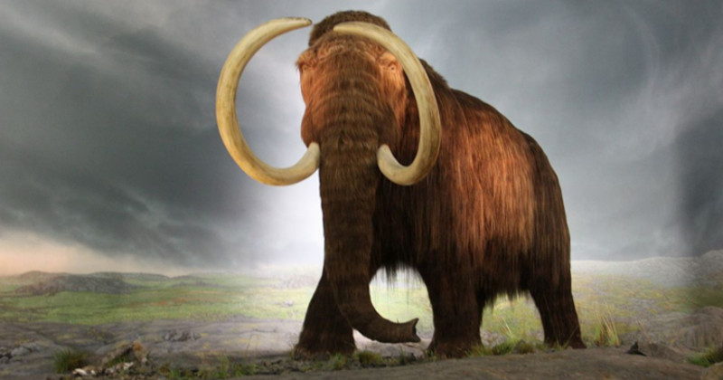 Mamuty budú možno opäť kráčať po Zemi a to vďaka japonským vedcom