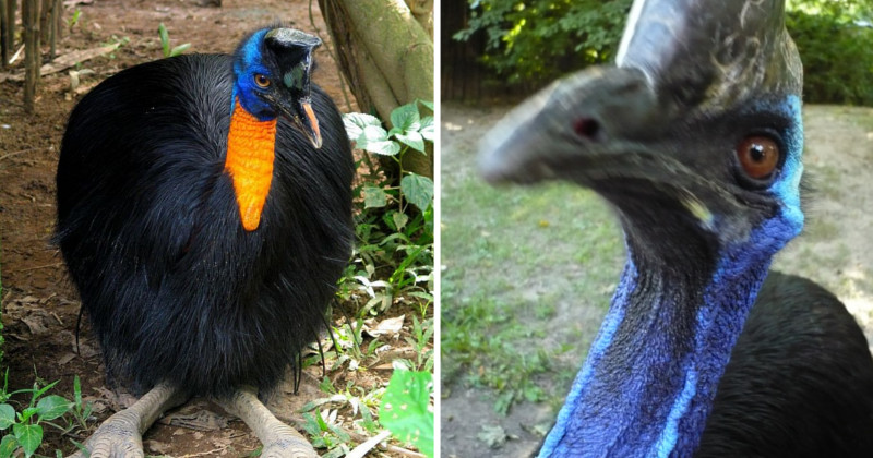 Vták kazuár na ranči zabil svojho chovateľa| interez.sk