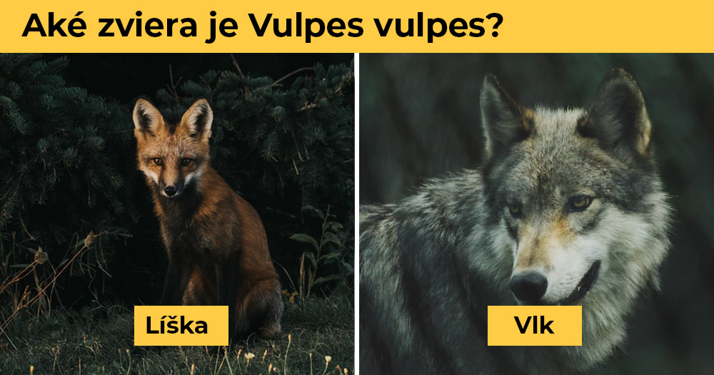 Kvíz: Uhádnete, o aké zviera ide na základe latinského názvu? | interez.sk