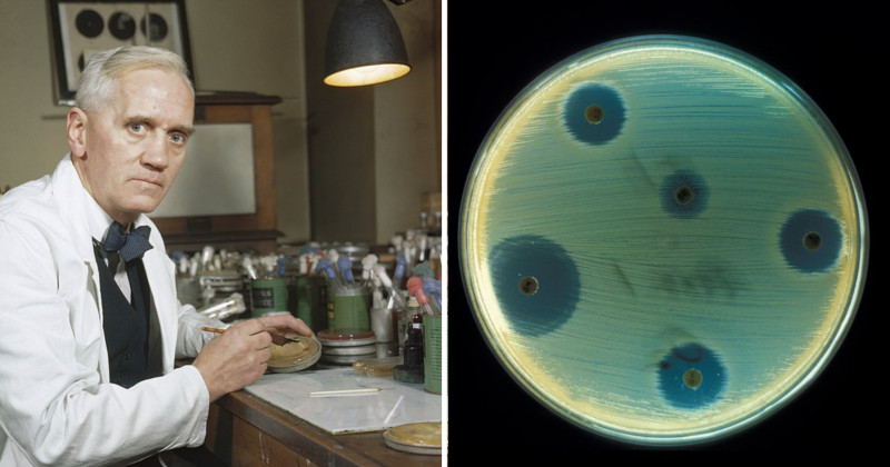 Alexander Fleming objavil najdôležitejší liek na svete | interez.sk
