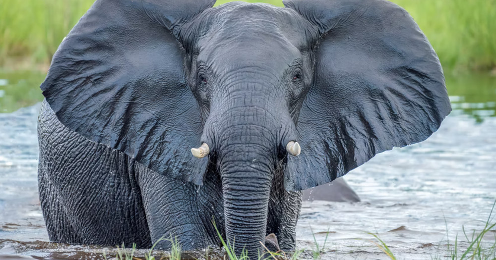 Slonica nenechala nič na náhodu: Aby uchránila svoje mláďa, rozdupala ...