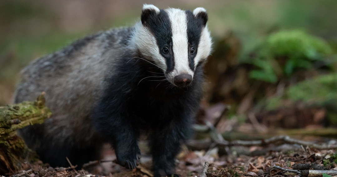 Čakal bobule alebo červy. Miesto toho objavil hladný jazvec vzácny ...