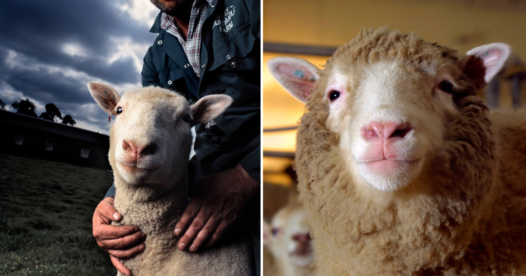 Už keď sa narodila, mala šesť rokov. Naklonovaná ovca Dolly trpela ...