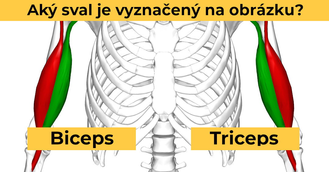 Spoznáte vyznačené svaly človeka podľa obrázka? Tento kvíz nemusí byť ...