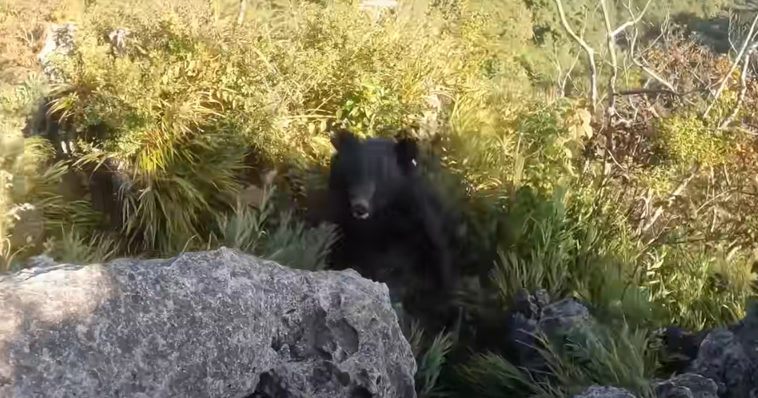Na japonského horolezca zaútočil medveď, podarilo sa mu ubrániť. Celý ...