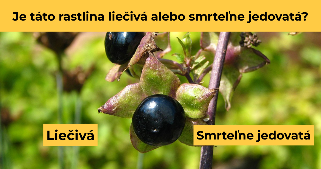 Je táto rastlina smrteľne jedovatá alebo liečivá? Tento kvíz zvládne ...