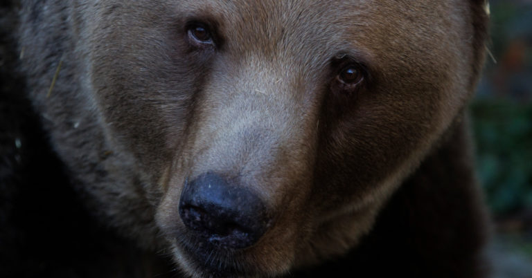 Návštevu prírody si dobre rozmyslite, v tejto oblasti videli viacerých ...