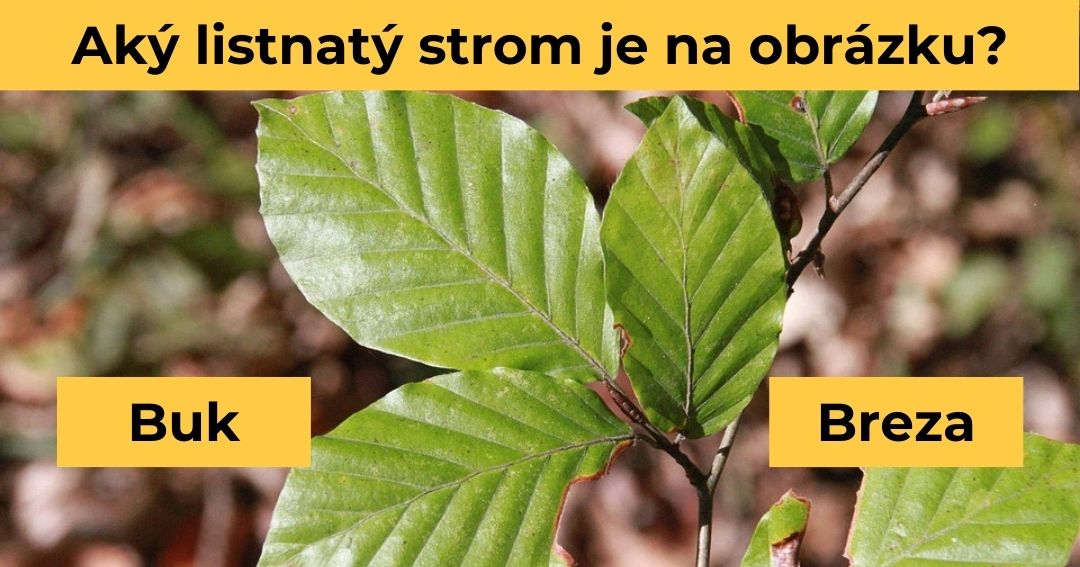 Ako dobre poznáte naše listnaté stromy? Tento kvíz zvládne na 100 % len ...