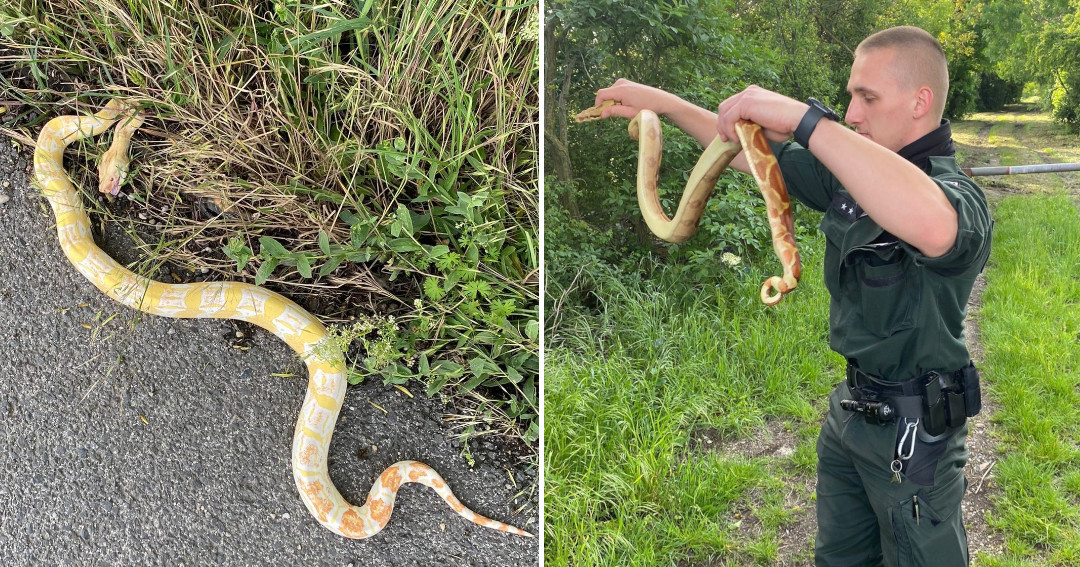 Hady pri Šamoríne: Po ceste sa plazili pytóny a veľhady, nikto nevie ...