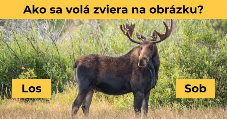 Jeleň, srnec či daniel? Tento kvíz o vysokej zveri zvládne na 100 % len ...