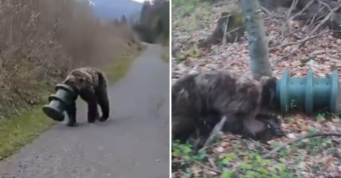 Medveď sa trápil s plastovým valcom na hlave dlhých 17 dní. Vyčerpané ...