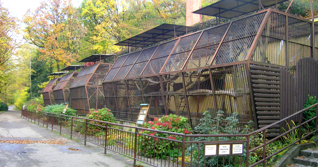 Polonahá a bosá žena skákala po klietke v ZOO v Brne: Kričala, že má po ...