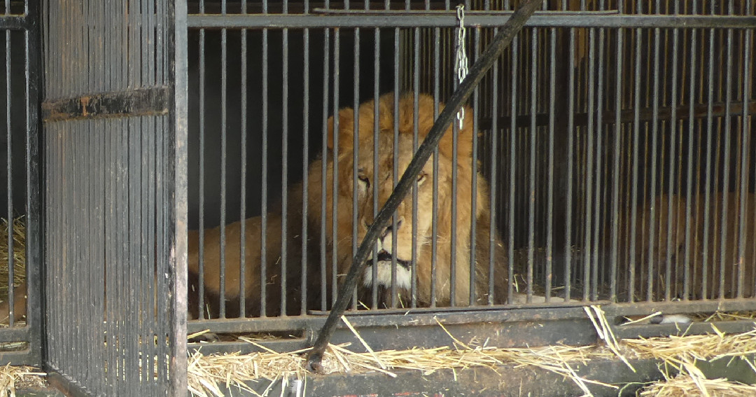 Majiteľ cirkusu držal protiprávne 14 afrických levov. Polícia ho ...