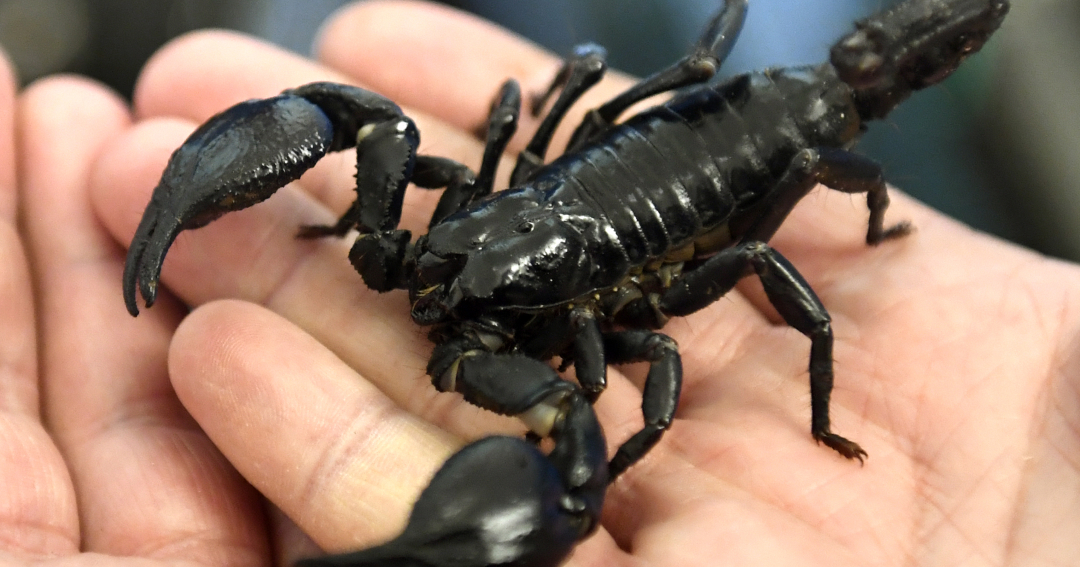 Zamestnanci žilinskej pošty ostali v šoku: Vydesil ich živý škorpión ...