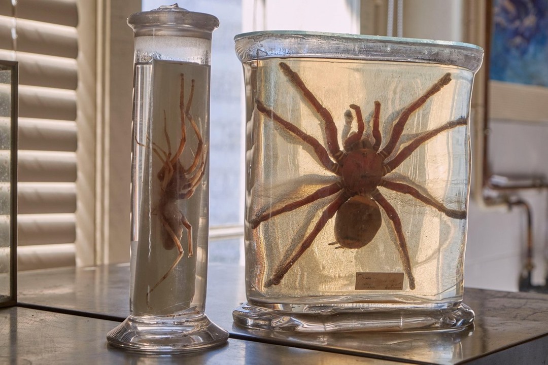 Je goliášom svojho druhu: Najväčší pavúk na svete je väčší ako ...