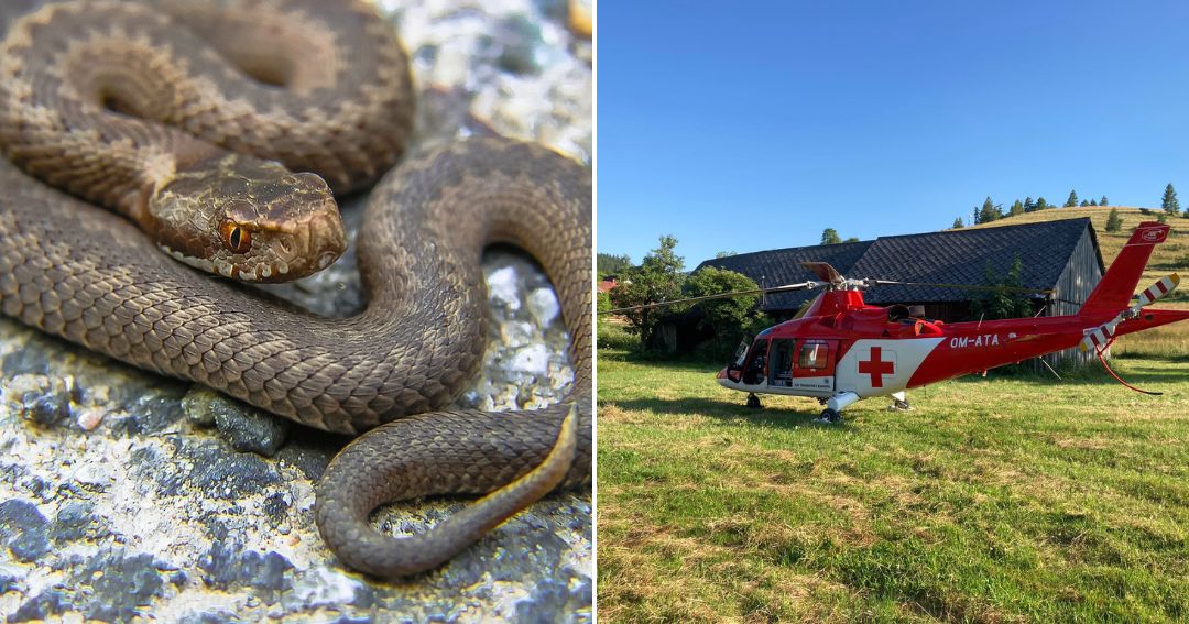 Mladého chlapca pri Kežmarku uštipla vretenica do ruky, pomáhať mu ...