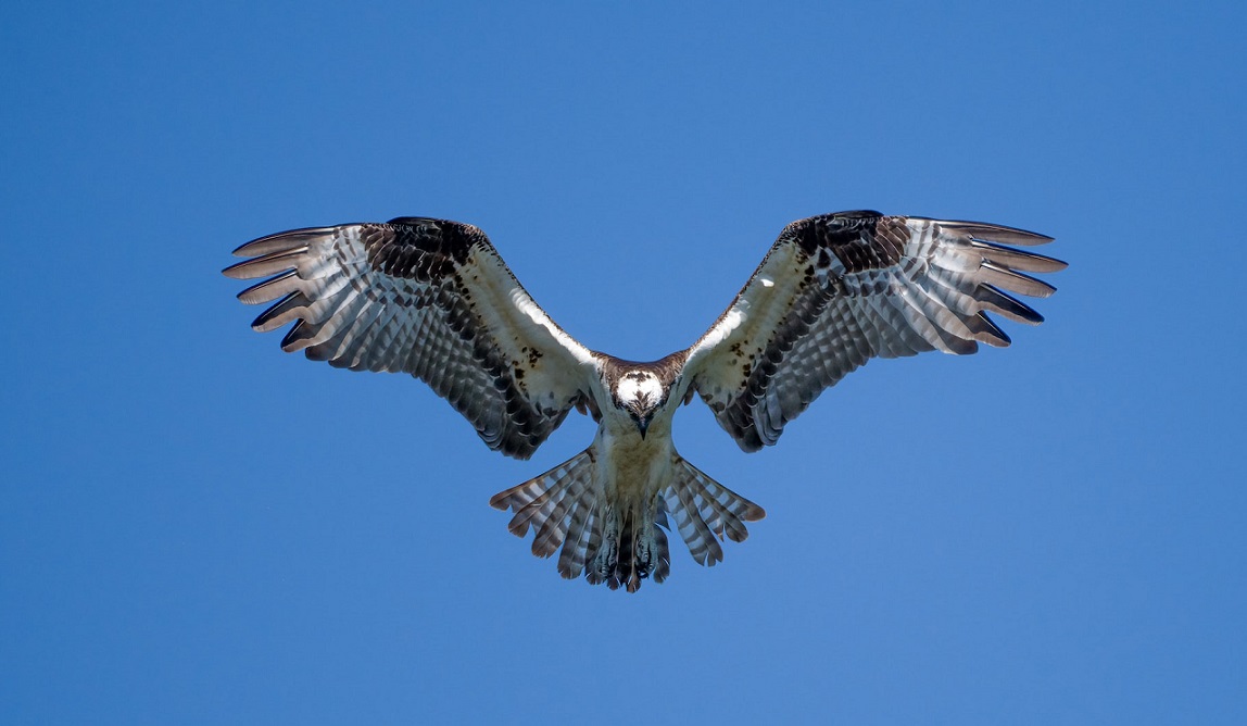 Na ženu z Texasu jastrab omylom zhodil hada, potom sa ho pokúsil získať späť. Stala sa obeťou ...