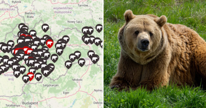 Vytvorili mapu výskytu medveďov na Slovensku: Tá vám ukáže, kde presne sa stretli, či útočili na ...