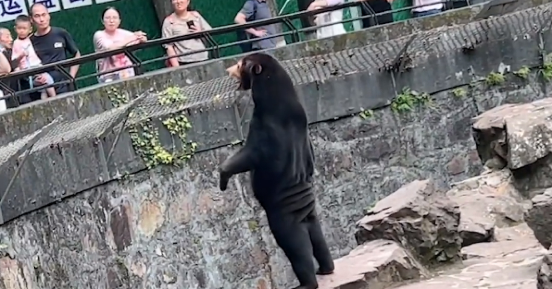 Pravda niektorých možno zaskočí: Záhada virálneho medveďa zo ZOO, ktorý ...