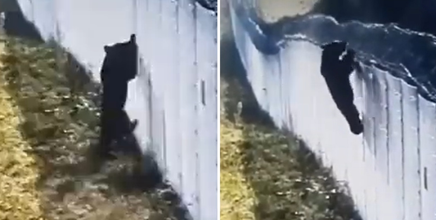 Video: Medveď sa pokúsil preliezť plot na hraniciach s Bieloruskom. Keď ...