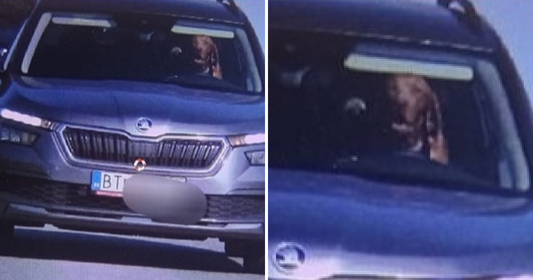 Bizár na našich cestách: Policajný radar odfotil psa za volantom, výhovorke vodiča neuverili ...