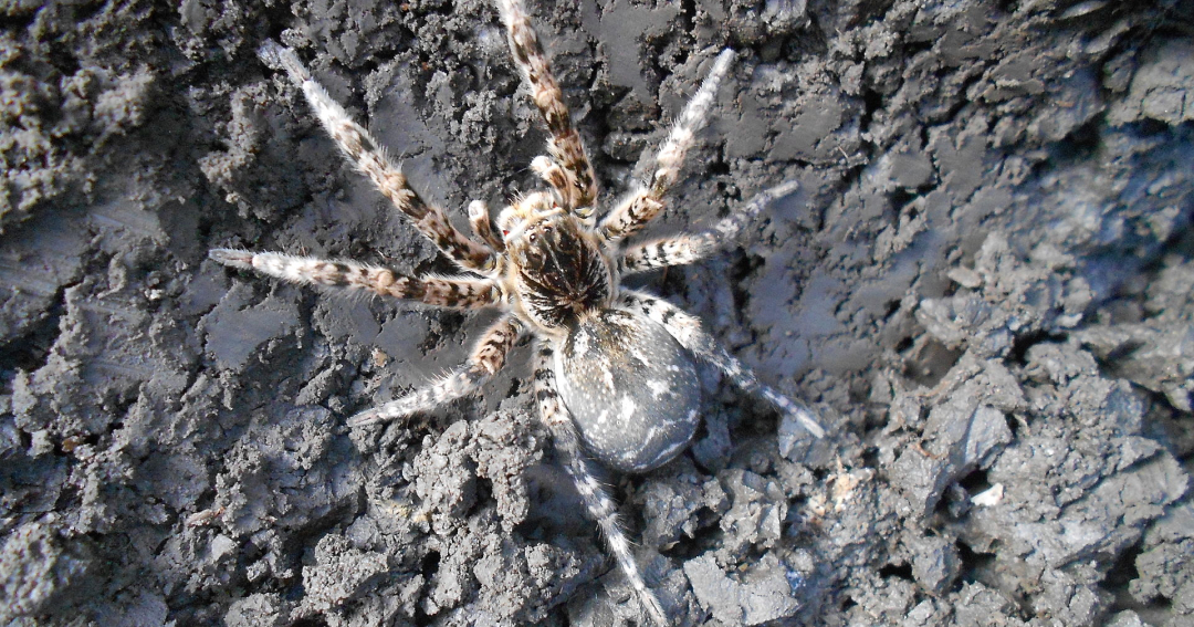 Sú chlpaté a veľké ako ľudská dlaň. Slovákom v tejto oblasti sa domov ...