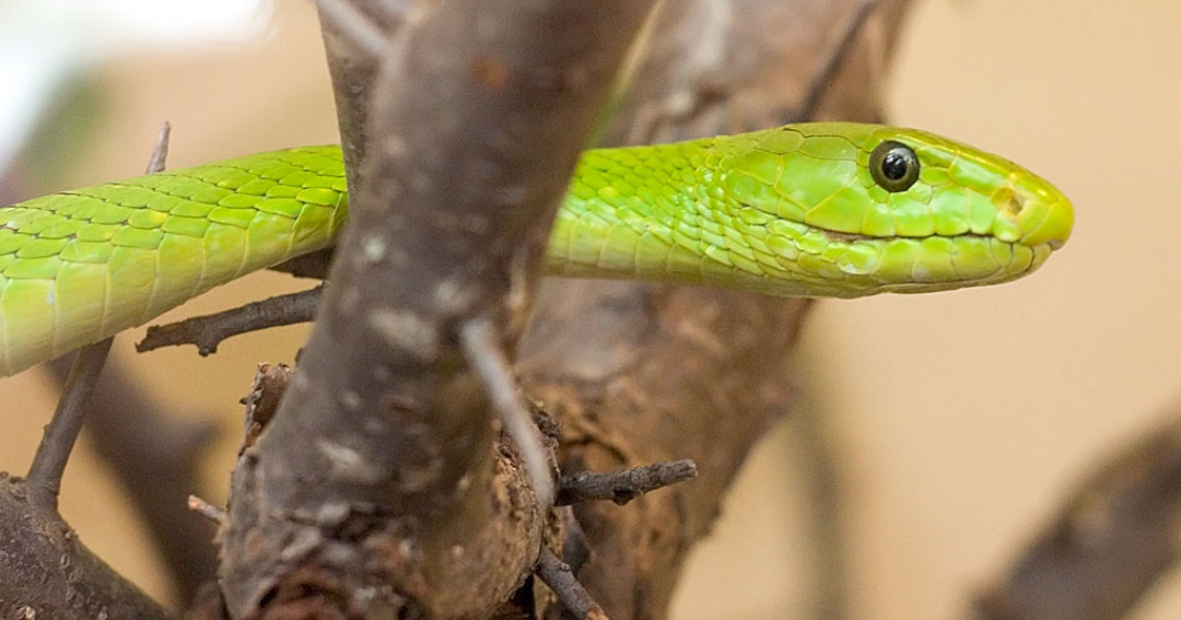 Mužovi utiekla extrémne jedovatá mamba zelená. Polícia varovala ...