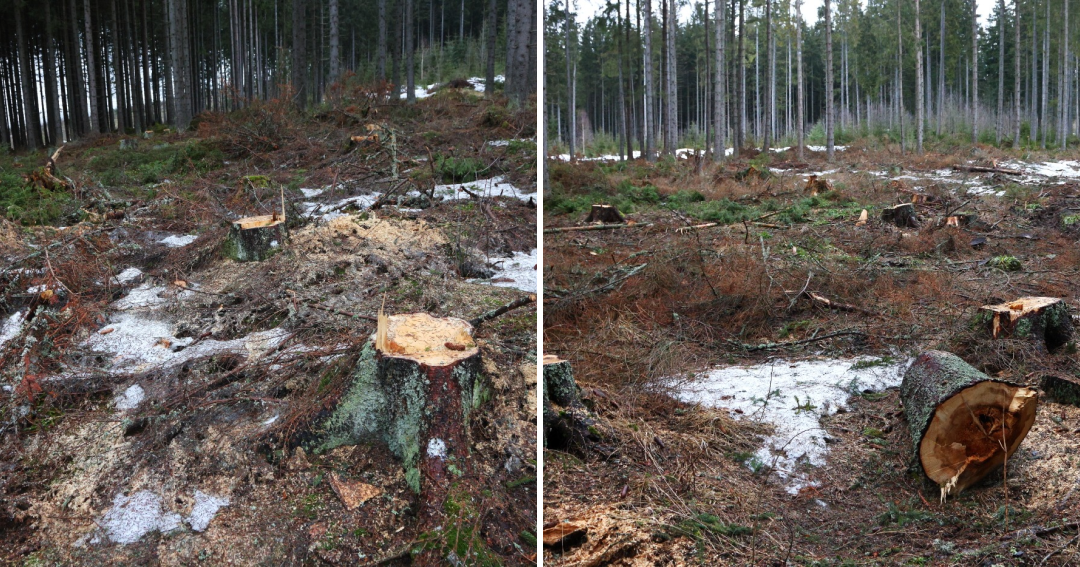 Správa TANAP-u vyrúbala obrovské množstvo stromov v ochrannom pásme ...