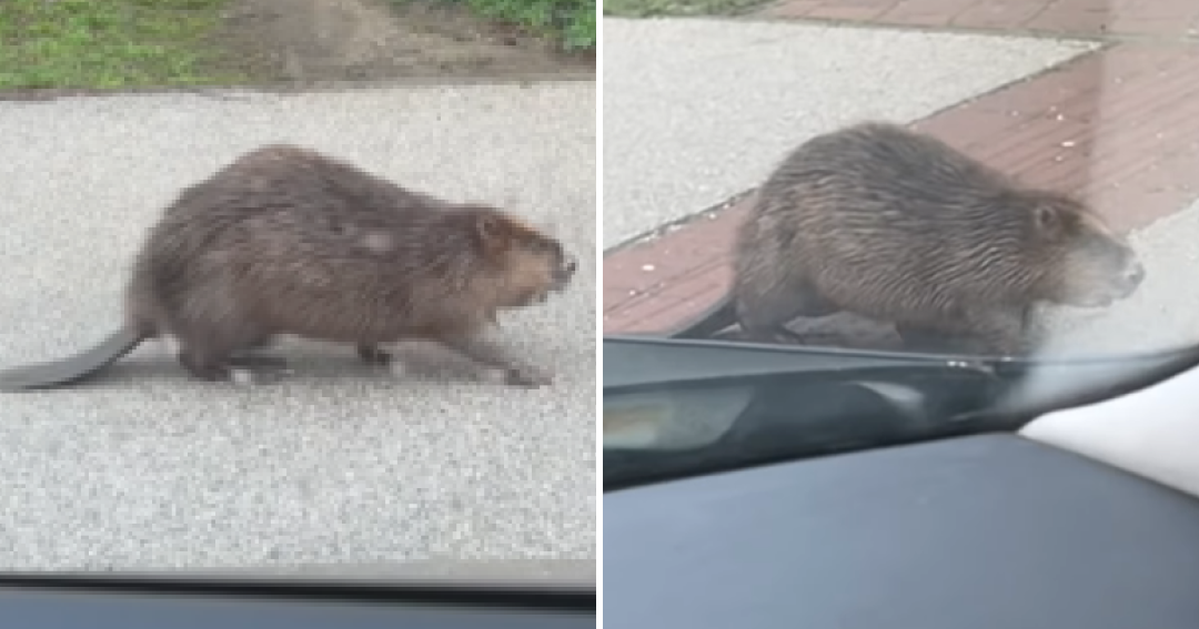 Po centre Košíc sa prechádzal bobor: Behal pomedzi autá a mieril aj do ...