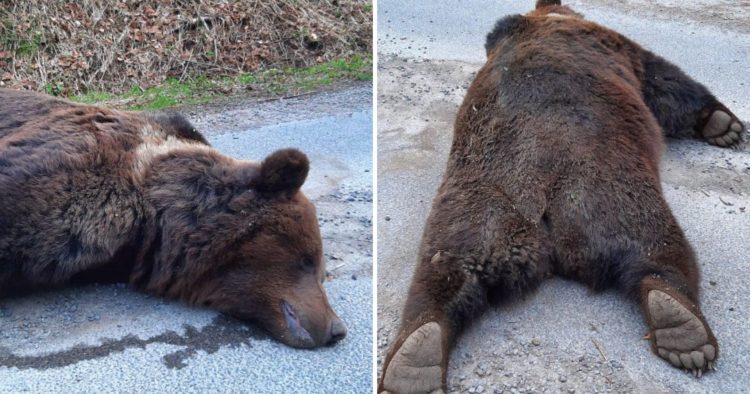 "Jeden vegetarián je fuč": Filip Kuffa zdieľal fotky mŕtveho medveďa ...