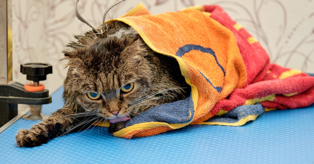 Pátrajú po toxickej mačke, ktorá spadla do suda s chemikáliou. Ľudia sa ...