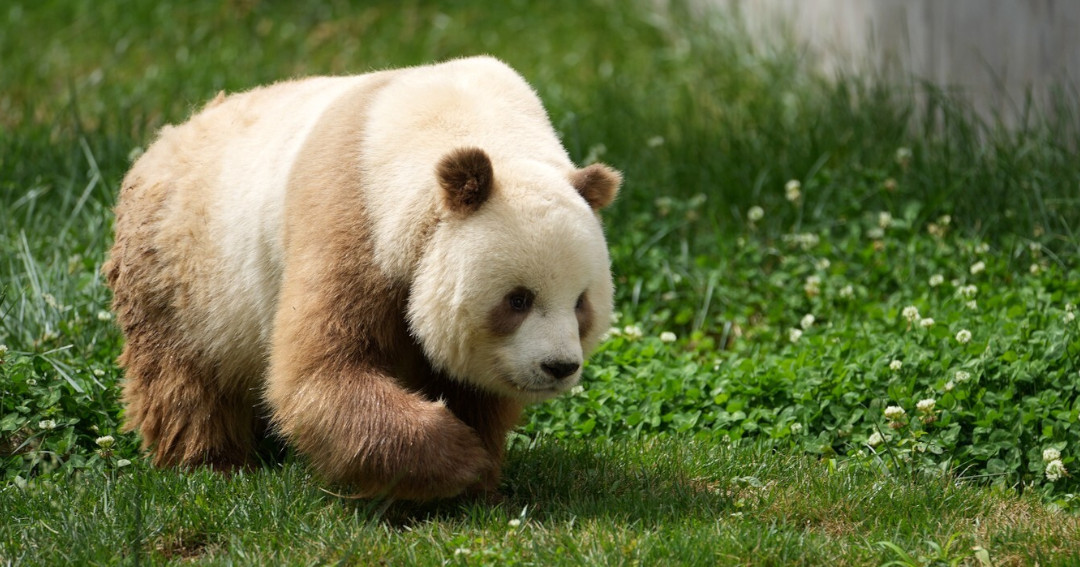 Rozlúštili veľkú záhadu: Vedci odhalili, prečo má táto vzácna panda ...