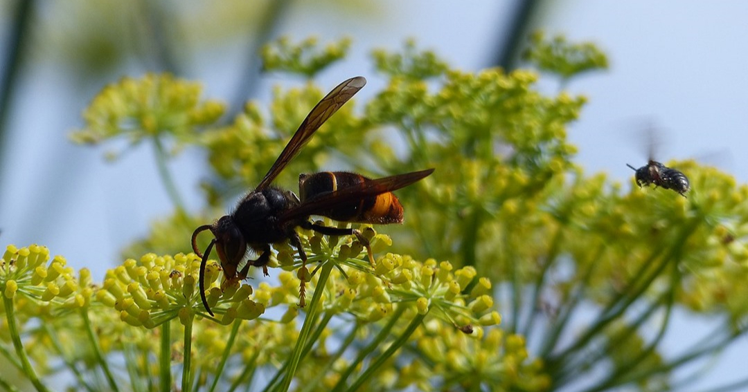 Objavili ho u ďalšieho suseda: Štát vysvetľuje, ako rozpoznať sršňa ...