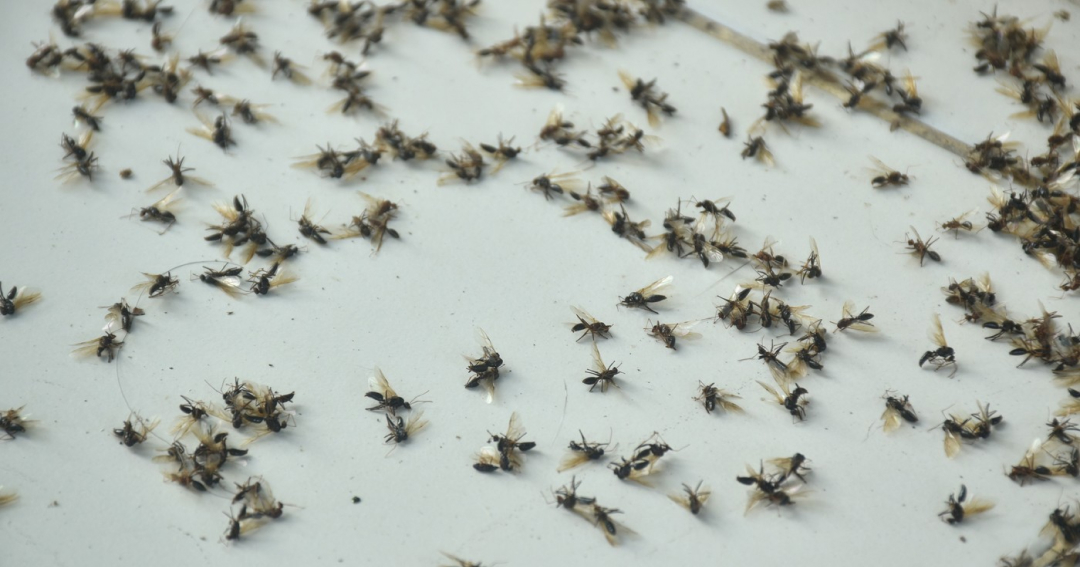 Muchy ničia ľuďom v obľúbenej destinácii životy: Zamorili steny domov ...