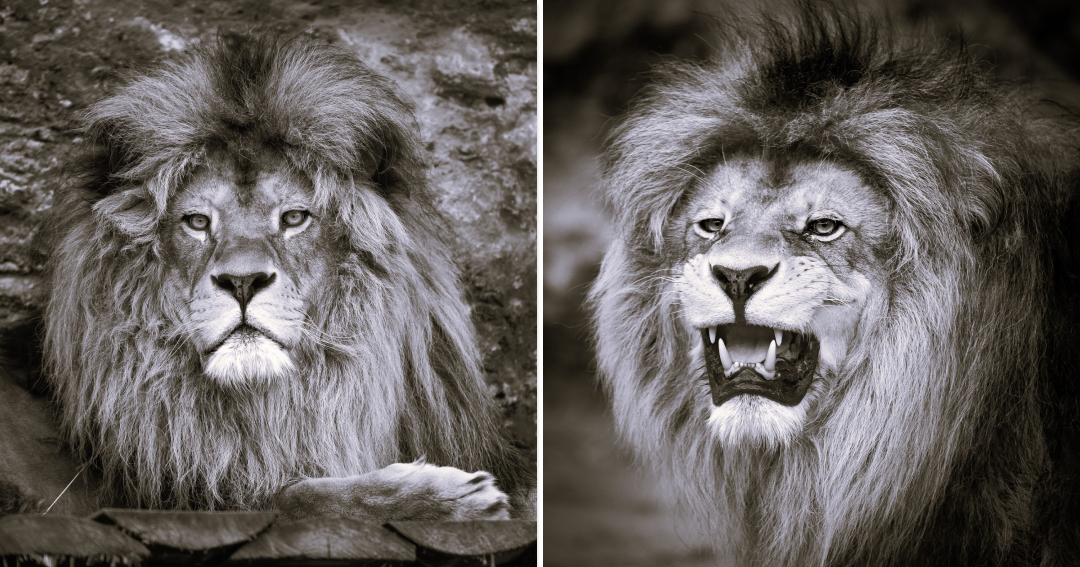 Bojnická zoo smúti, leva Aslana museli uspať. Patril medzi ikonické ...