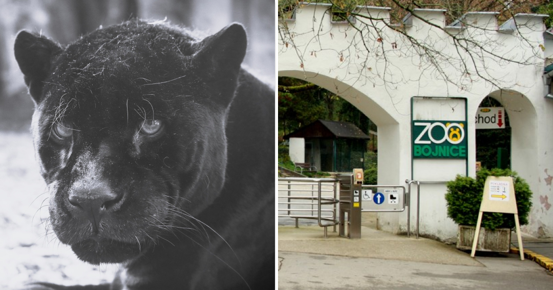 Smutný deň v bojnickej zoo: Veterinár musel uspať obľúbenú samicu ...