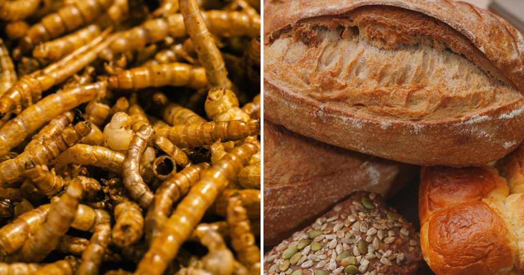 Červy mieria aj na naše taniere. Európska únia otvára dvere novým ...