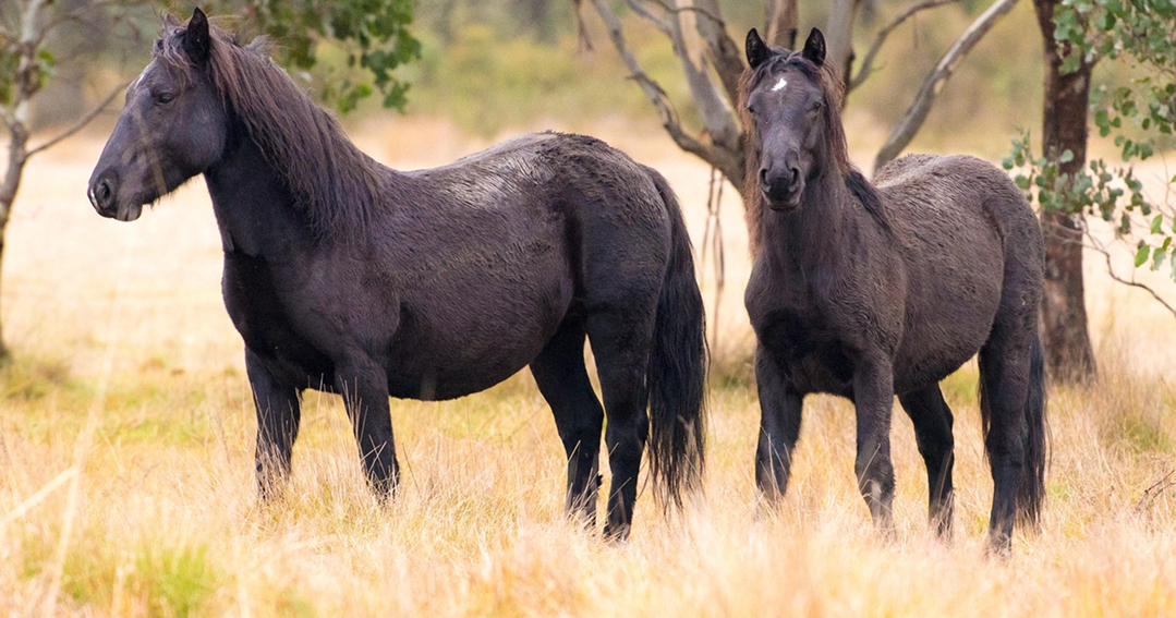 U nás medvede, v Austrálii kone: Odstreľujú ich priamo z helikoptér, kontroverzné riešenie má ...