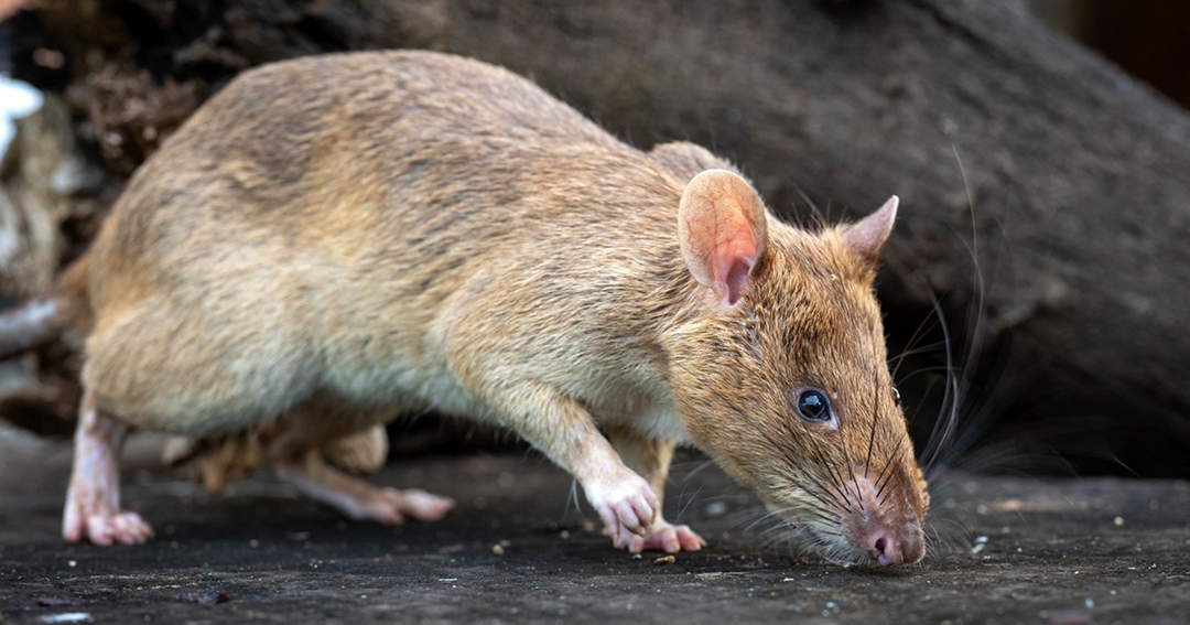 Ronin je svetový rekordér: Najšikovnejší potkan odhalil už viac ako 100 ...
