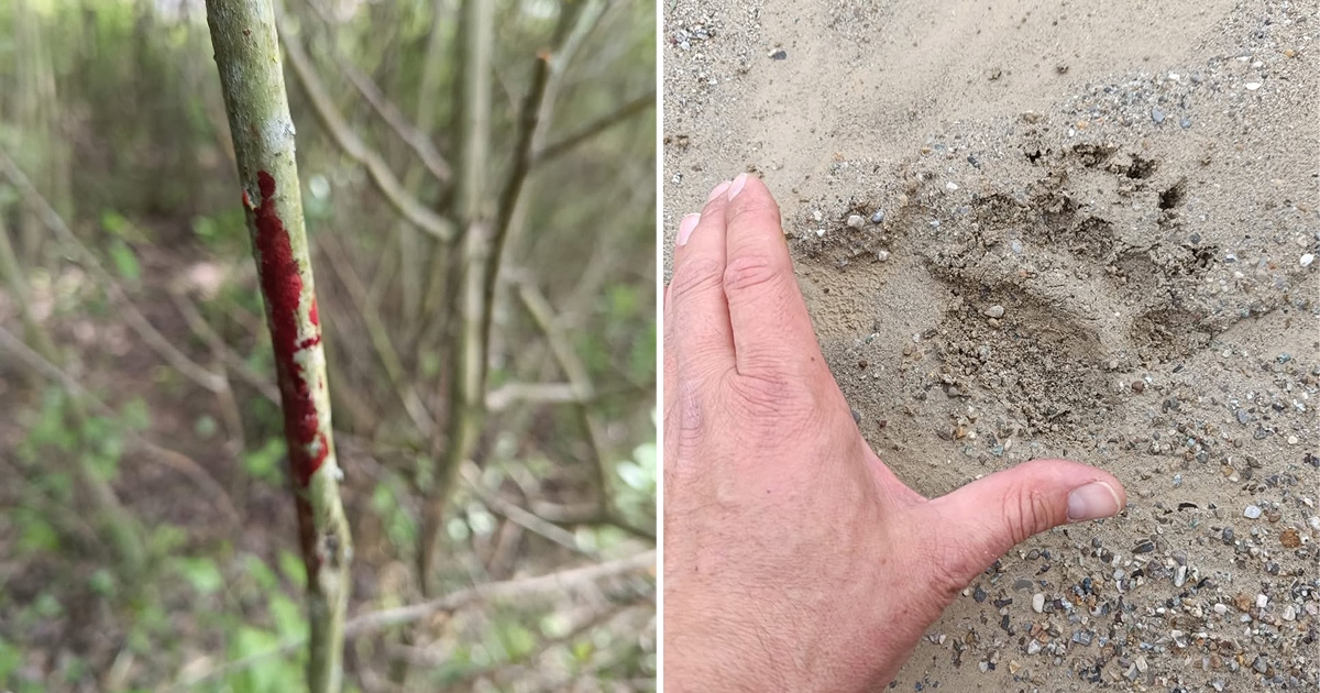 Útok medvedice v Sučanoch má dohru: V teréne sú fotopasce aj ozbrojené ...