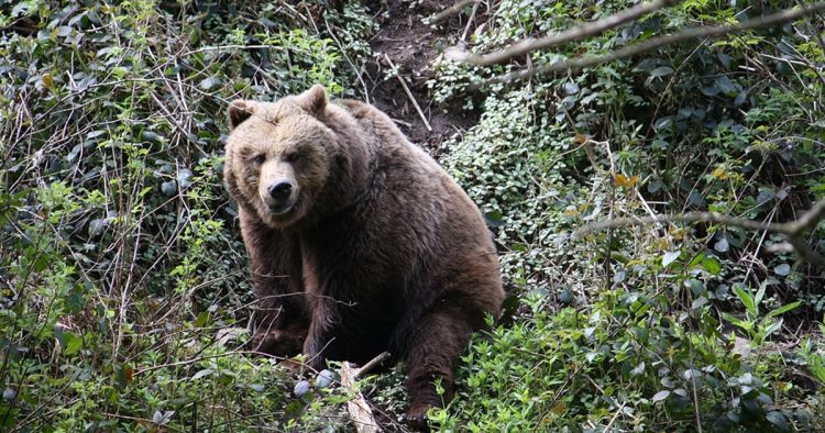 Žene na strednom Slovensku vbehol pod kolesá medveď: Zviera sa vážne ...